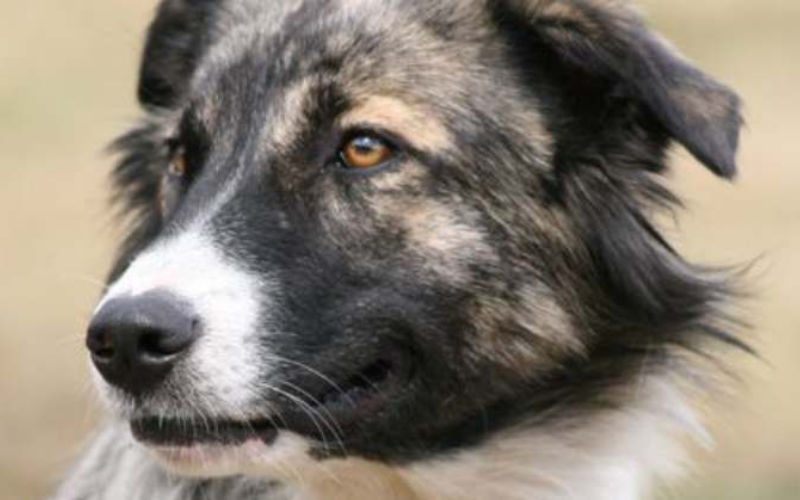 Aidi, Marokkaanse waakhond met mysterieuze oorsprong