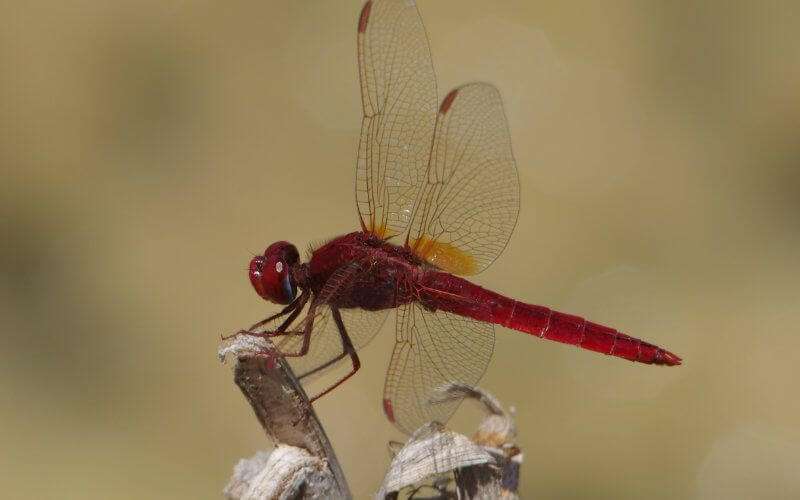 Marokko: bezorgdheid om insect