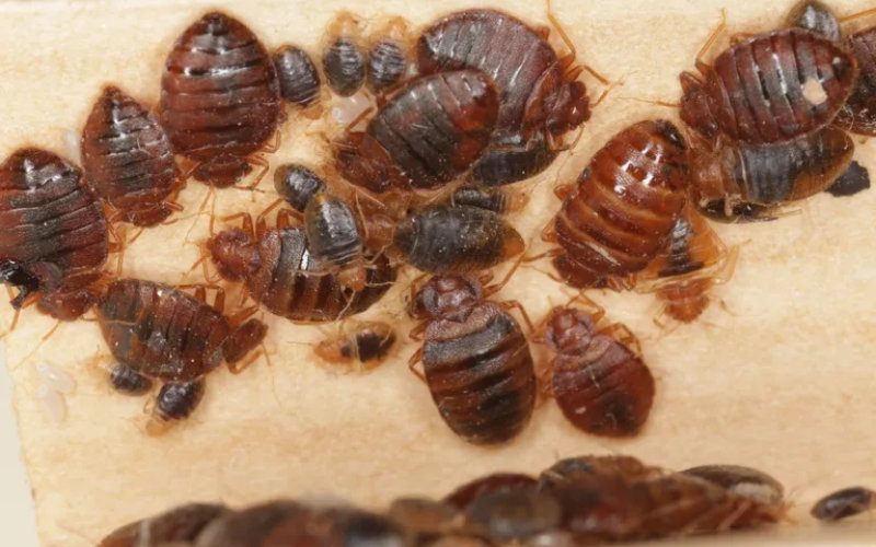 Marokko verscherpt grenscontroles na uitbraak bedluizen in Frankrijk