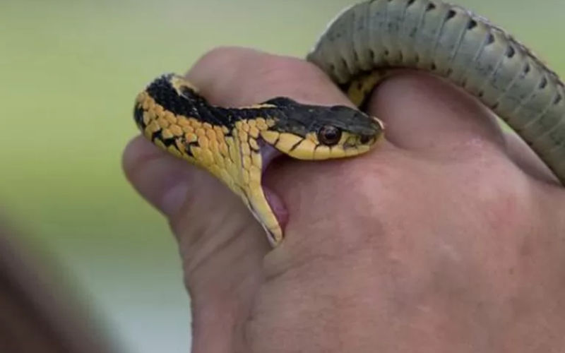 Slangenbeet eist leven in Ouazzane