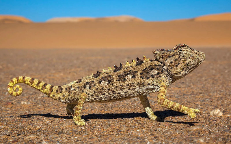 Marokko gaat gebukt onder nieuwe hittegolf
