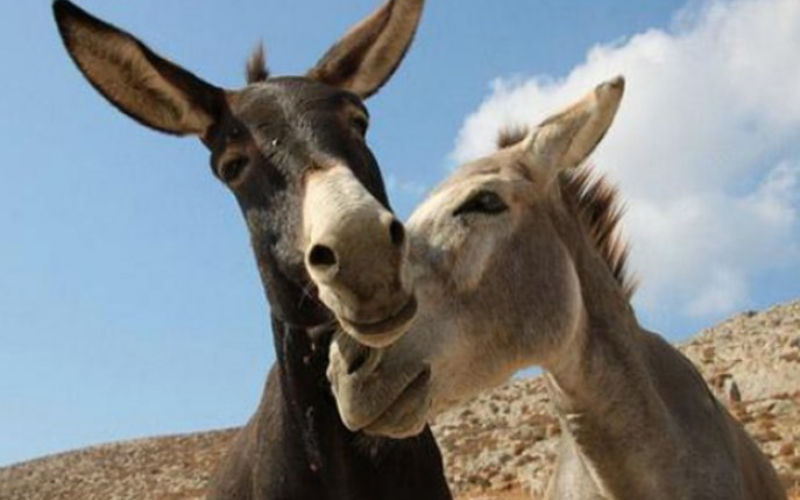 Vondst gevild ezelskarkas schokt Nador