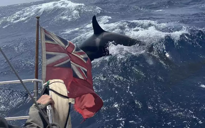 Boten door orka’s aangevallen nabij kust Tanger (video)