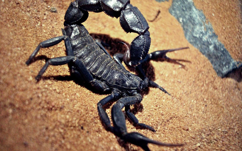 Vrouw vindt na terugkeer uit Marokko schorpioen onder bed zoon