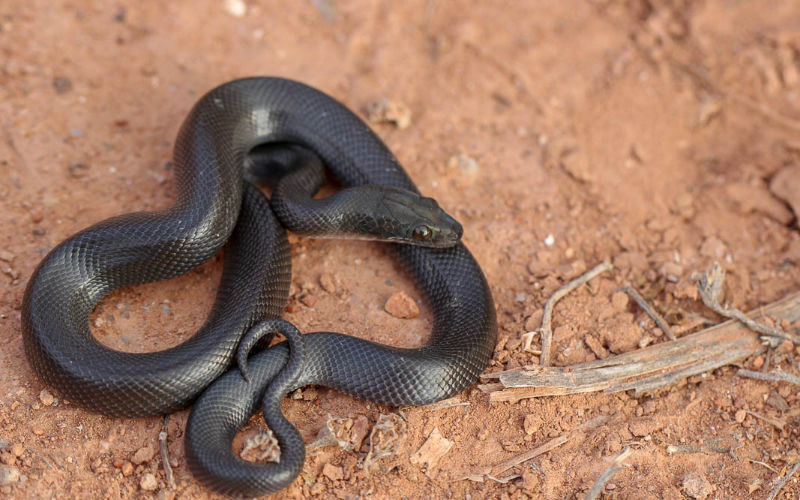Man zwaargewond na slangenbeet in Al Hoceima