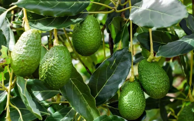 Avocado’s: het groene goud dat Marokko uitdroogt